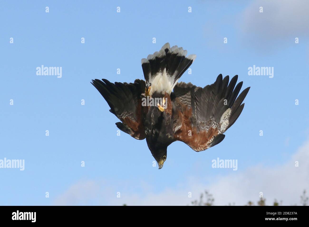 Grabbing perch hi-res stock photography and images - Alamy