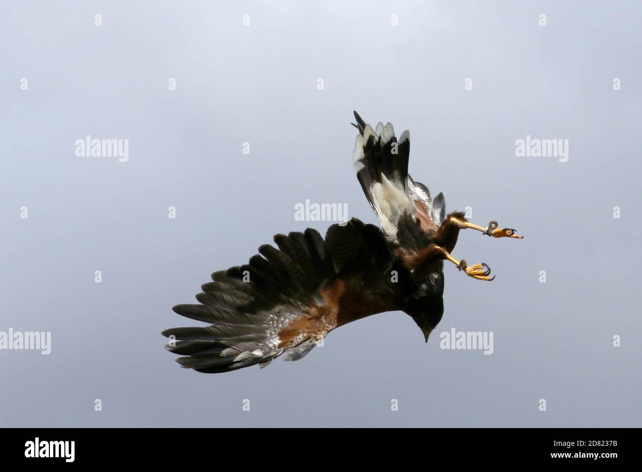 Taking down prey hi-res stock photography and images - Alamy
