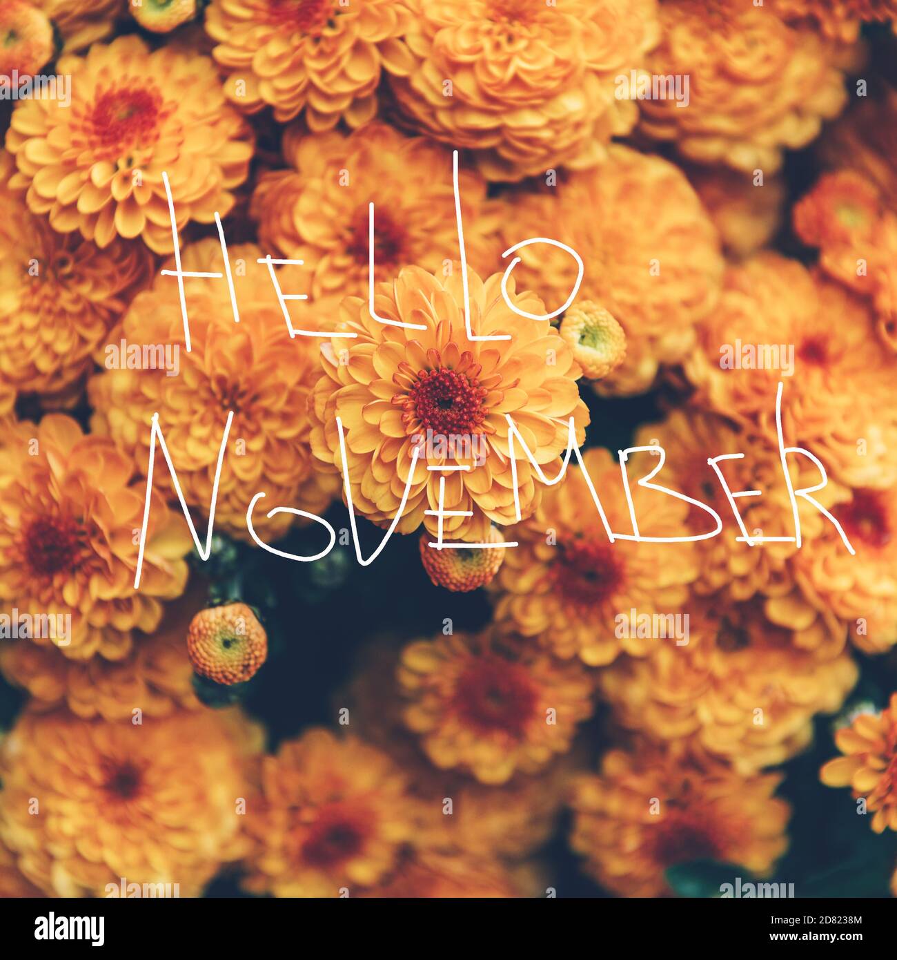Hello November text and chrysanthemum Stock Photo - Alamy
