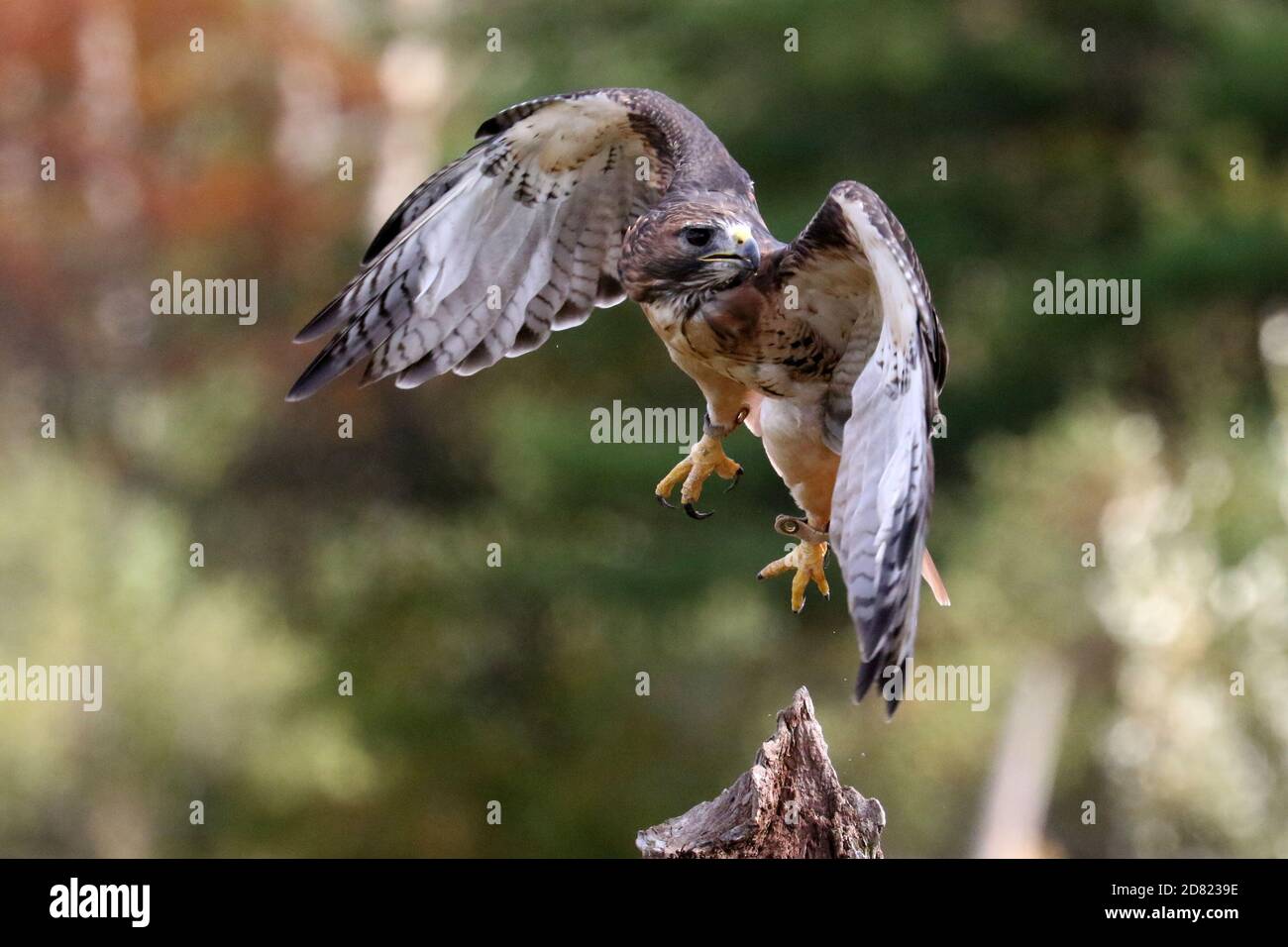 Red Tailed hawk perching and flying Stock Photo - Alamy