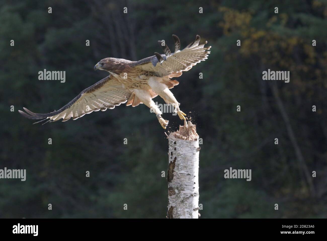 Red Tailed hawk perching and flying Stock Photo - Alamy
