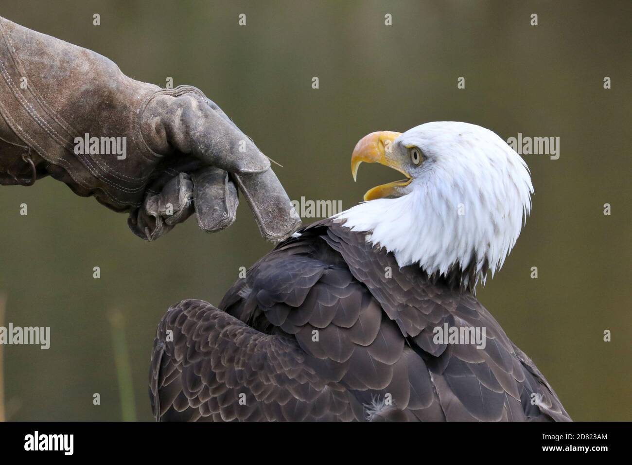 Golden Eagle closeup Stock Photo - Alamy