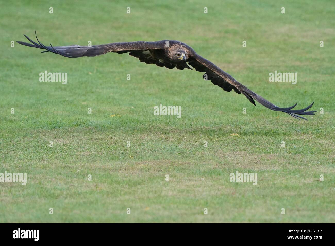 Golden Eagle Soaring High Resolution Stock Photography and Images - Alamy