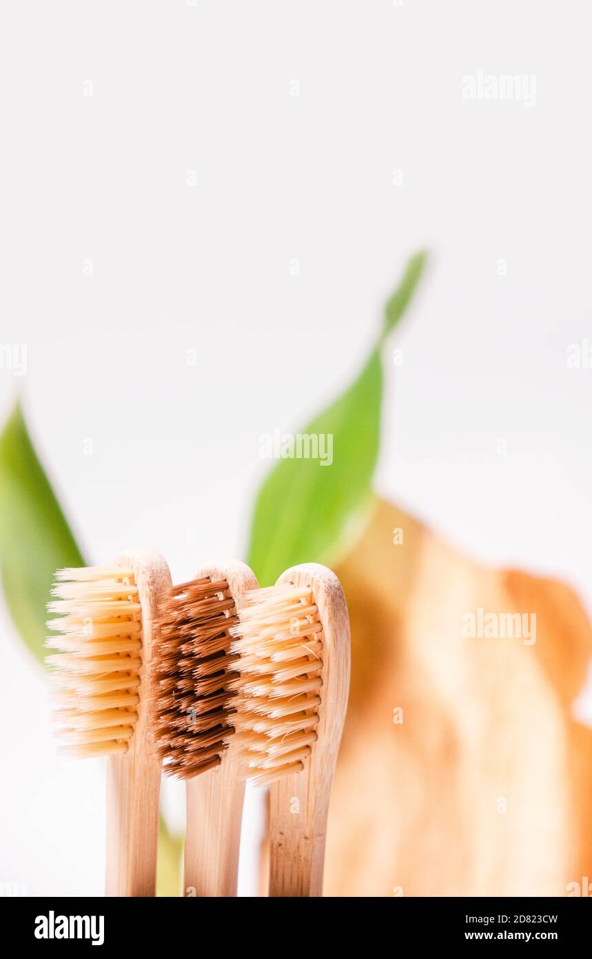 Toothbrush tree hi-res stock photography and images - Alamy