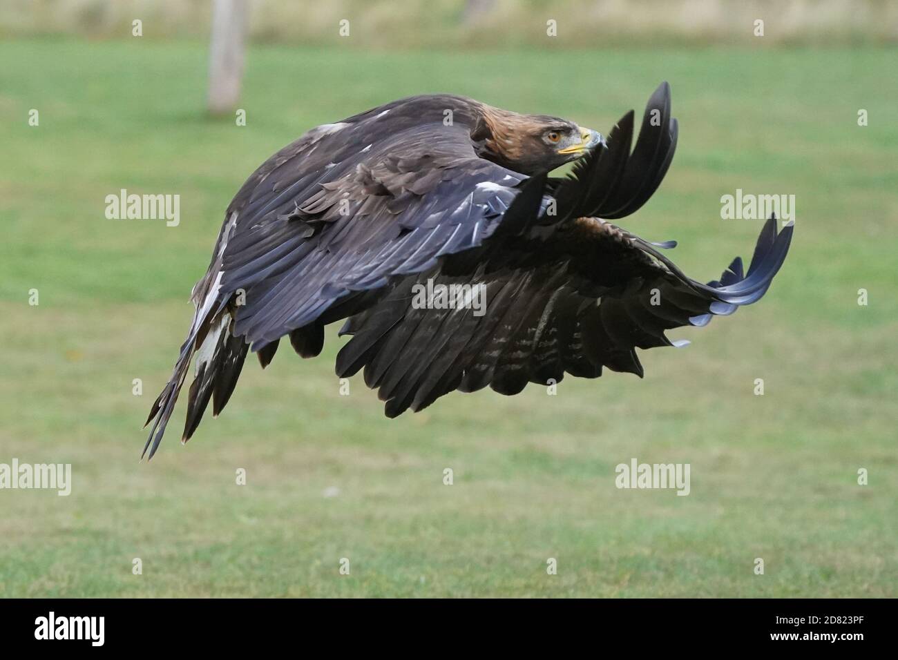 Golden Eagle sitting and in flight Stock Photo - Alamy