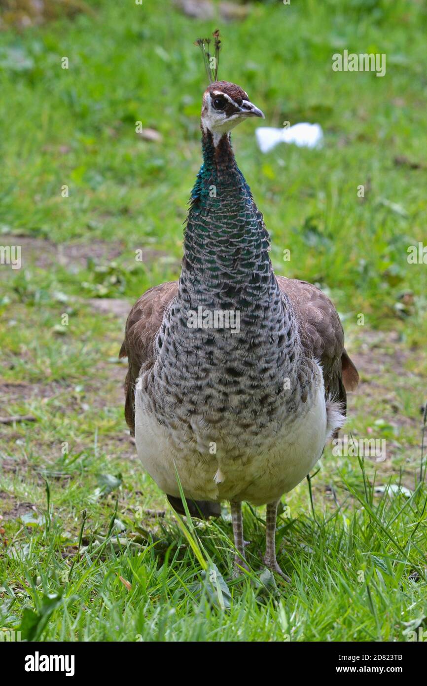 Female peahen hi-res stock photography and images - Alamy