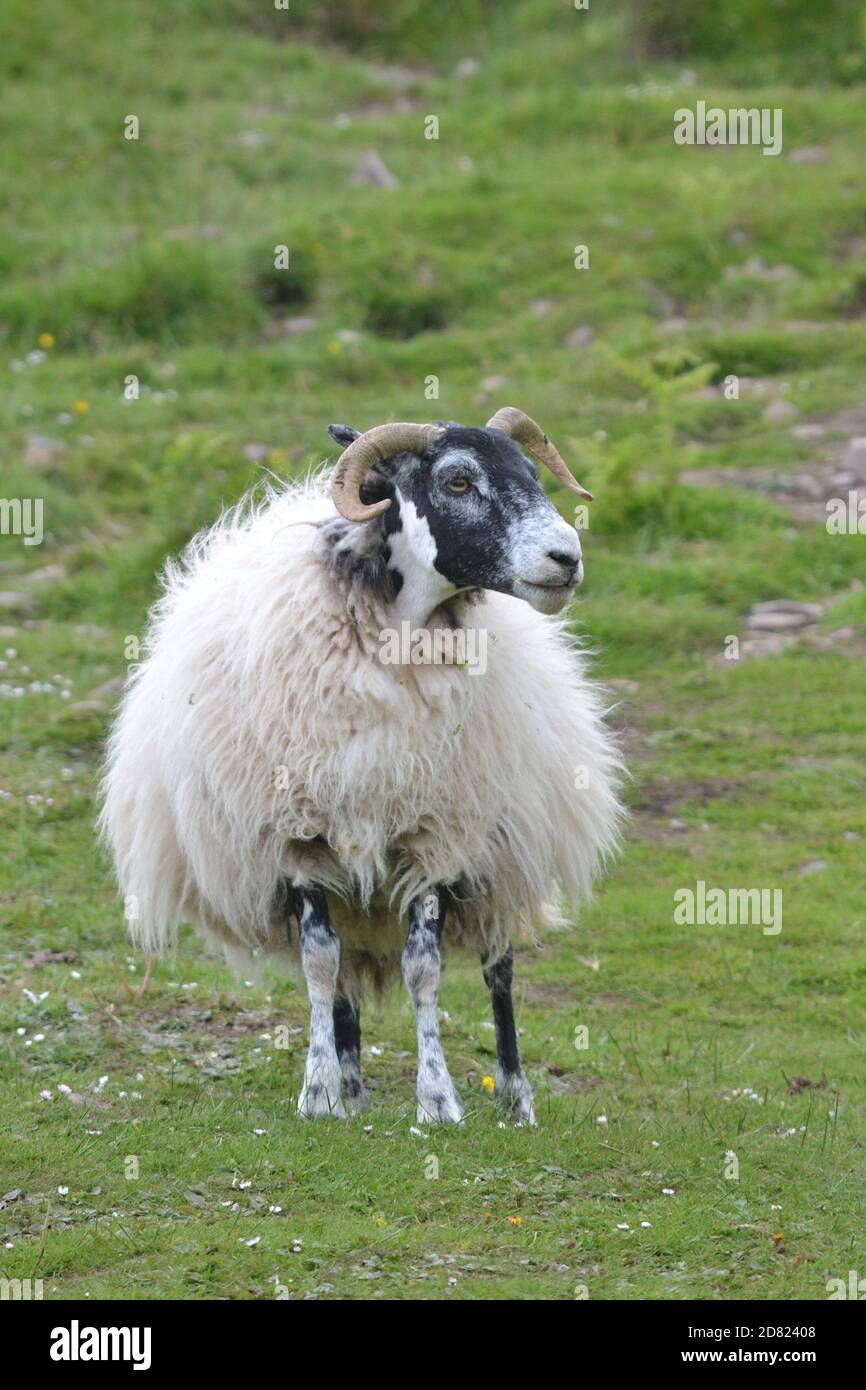 Sheep stands hi-res stock photography and images - Alamy