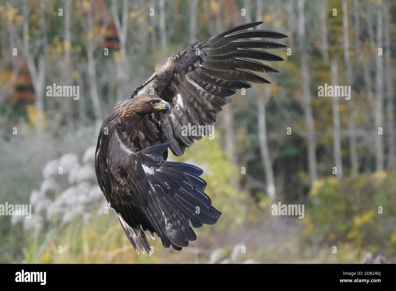 Golden Eagle sitting and in flight Stock Photo - Alamy