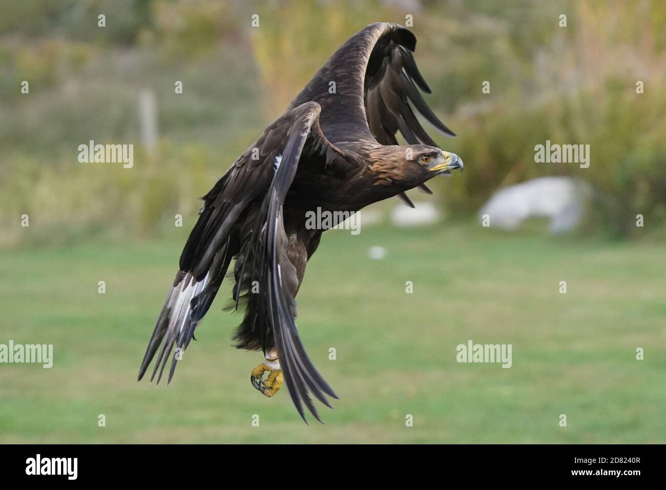 Golden Eagle sitting and in flight Stock Photo - Alamy