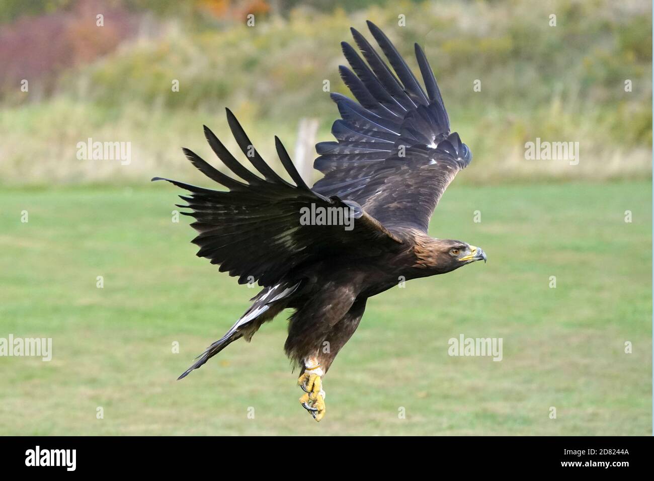 Golden eagle flying tail hi-res stock photography and images - Alamy