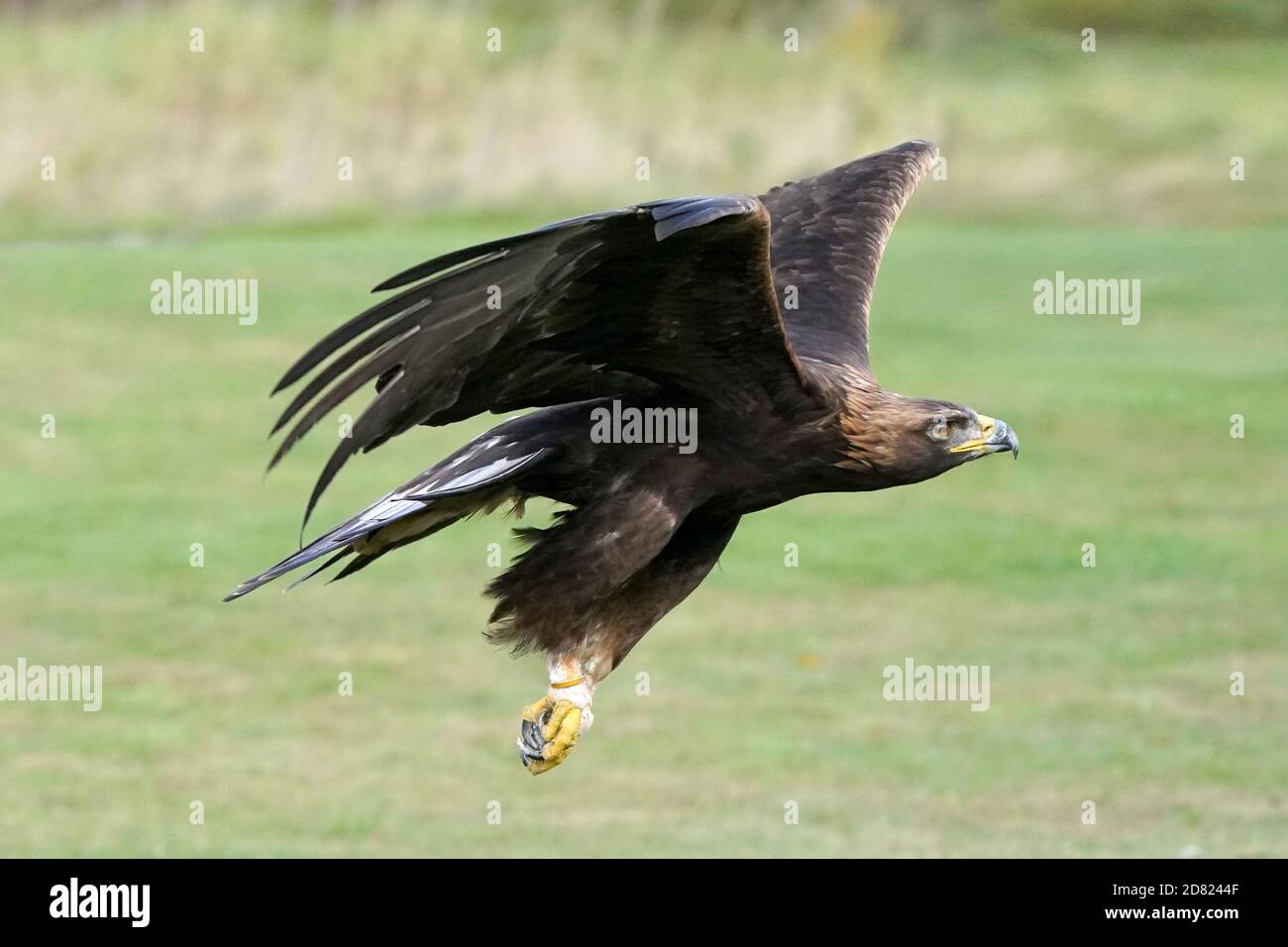 Golden Eagle Soaring High Resolution Stock Photography and Images - Alamy