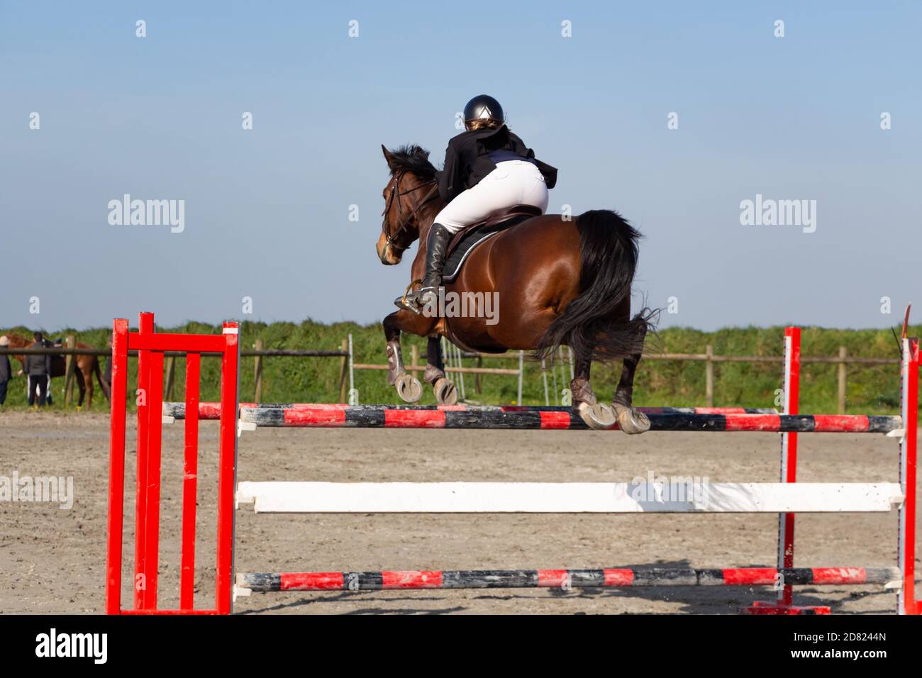 Bay Horse Jumping High Resolution Stock Photography and Images - Alamy