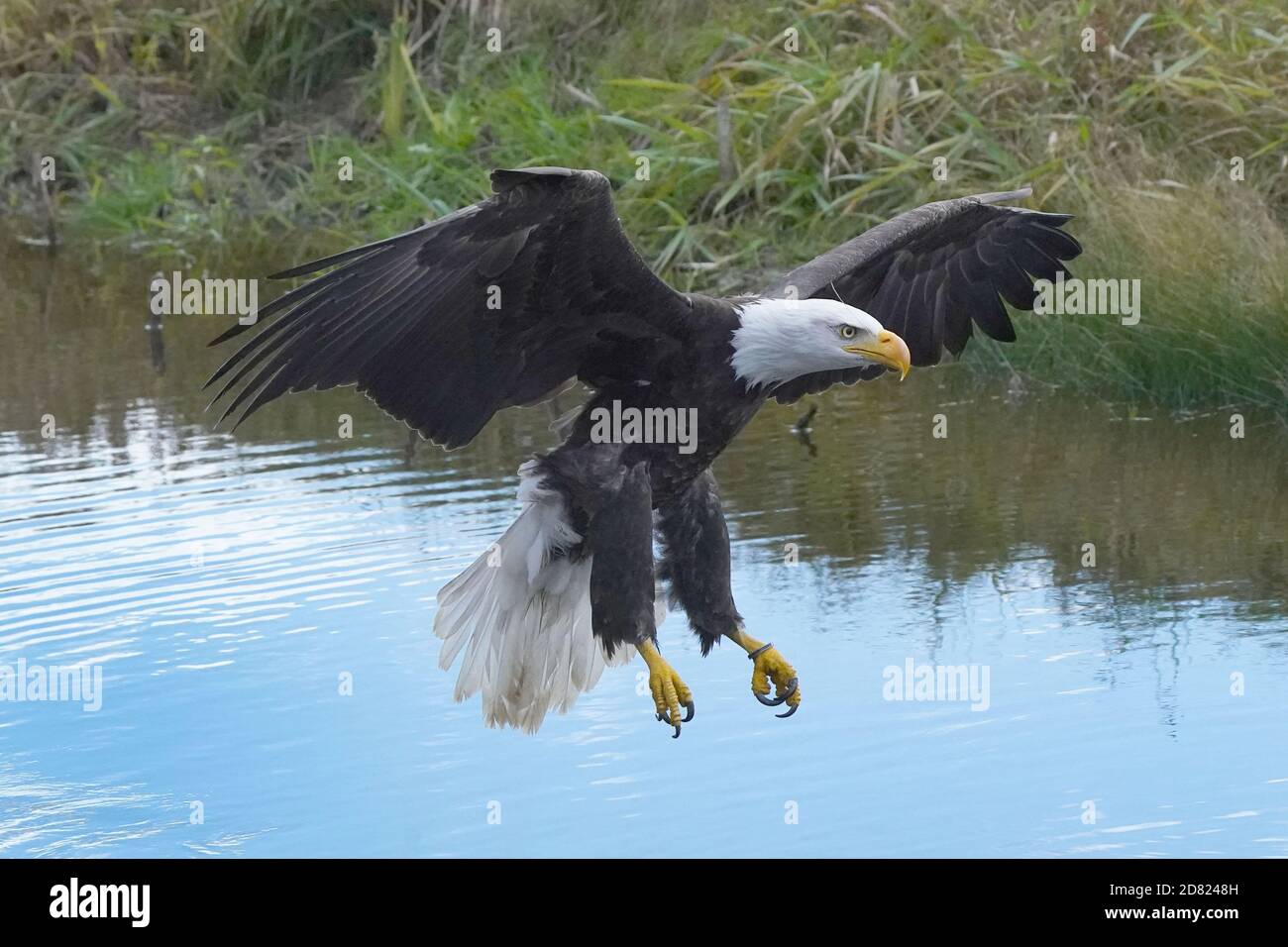 Bald Eagle flying or sitting crossing pond Stock Photo - Alamy