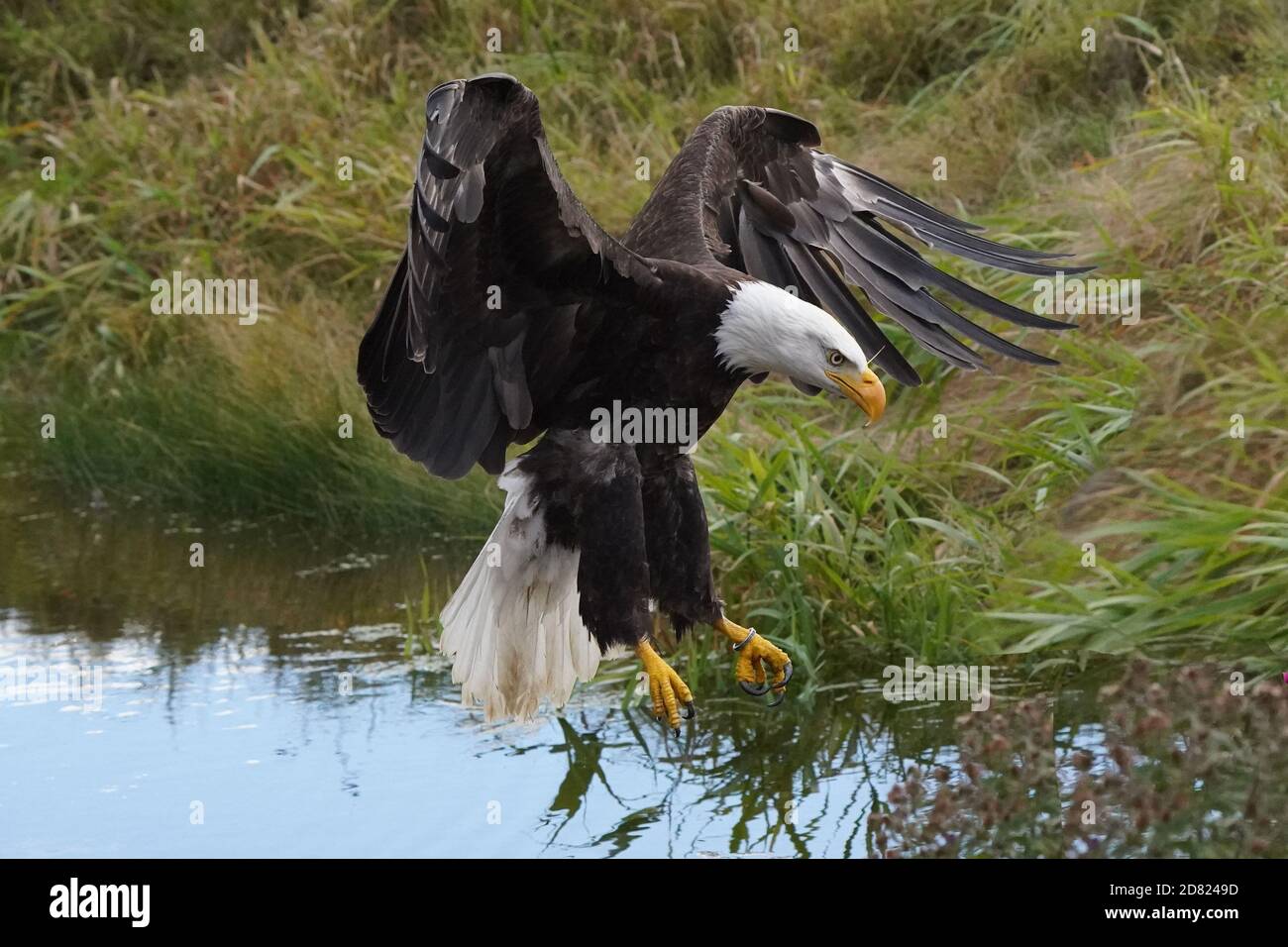 Bald Eagle flying or sitting crossing pond Stock Photo - Alamy
