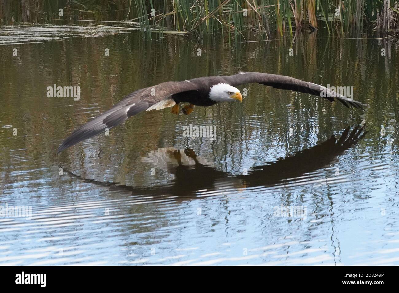 Bald Eagle flying or sitting crossing pond Stock Photo - Alamy