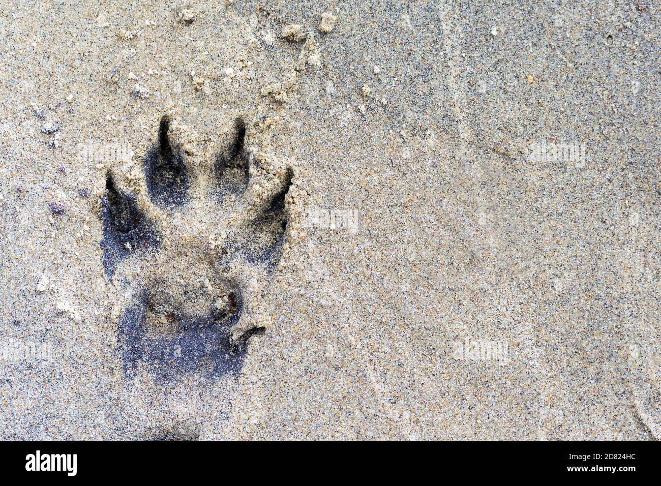 Wild wolf's paw footprint in the sand, background photo with a copy ...