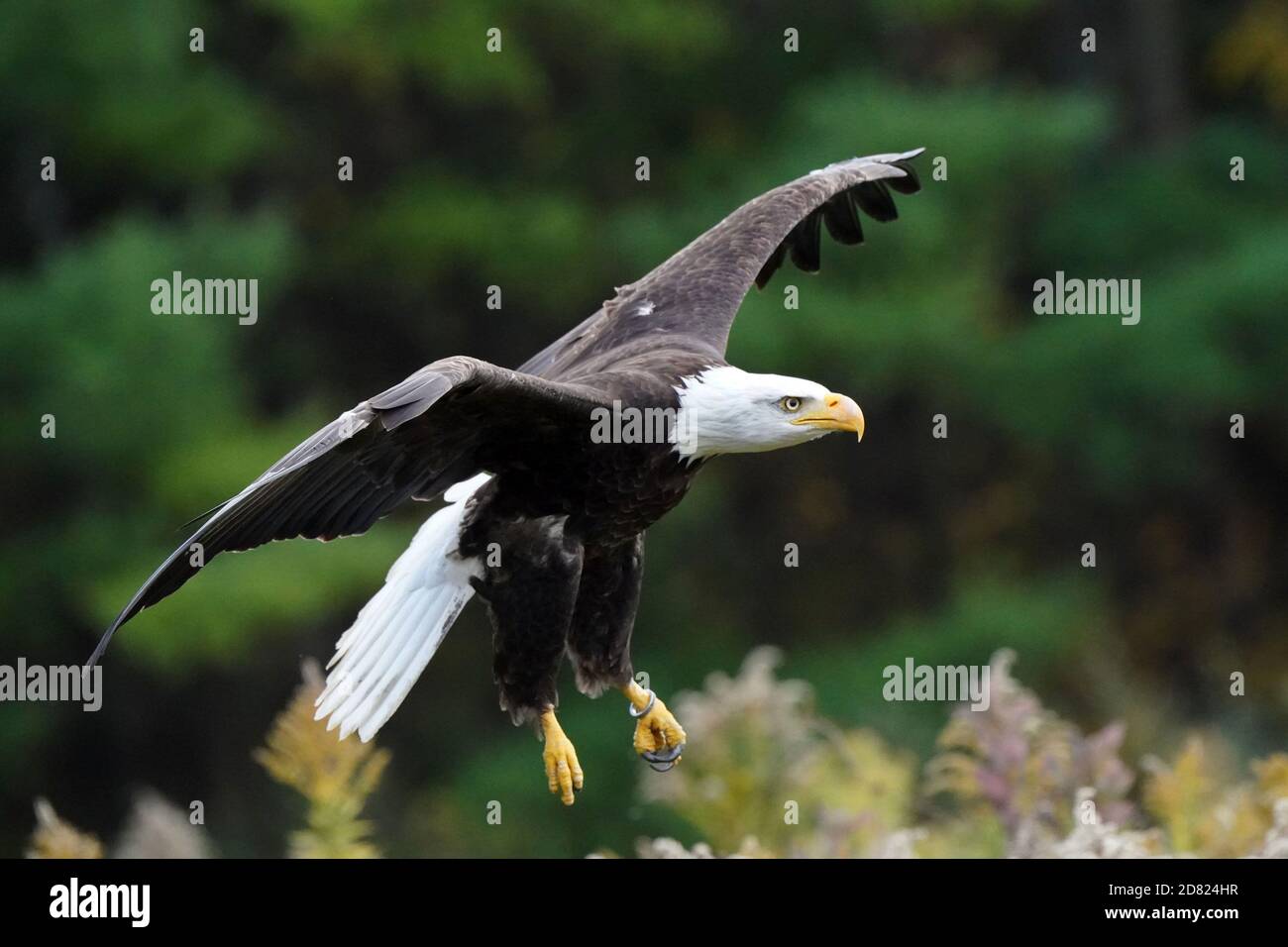 Bald Eagle flying or sitting crossing pond Stock Photo - Alamy