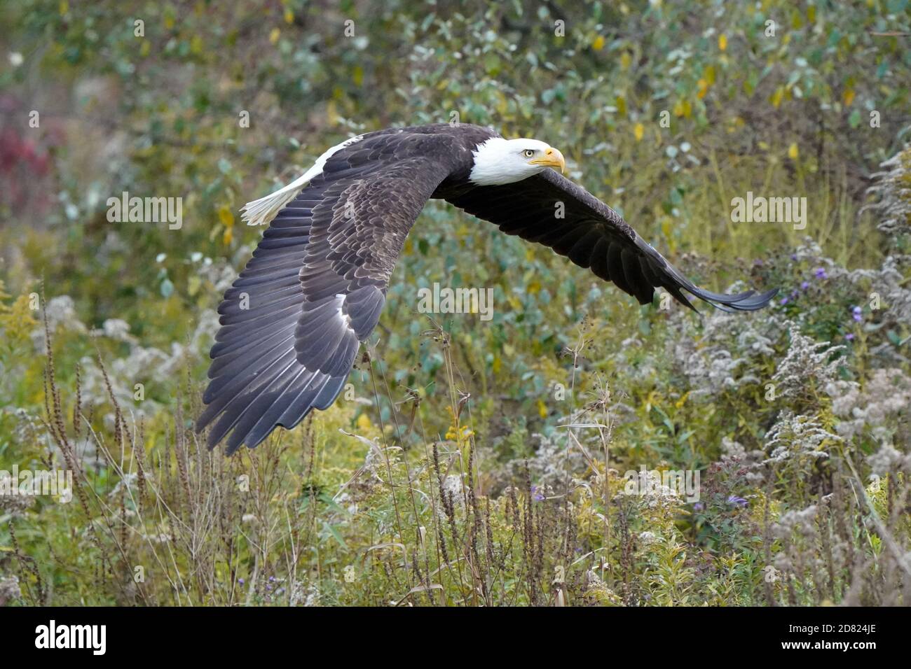 Bald Eagle flying or sitting crossing pond Stock Photo - Alamy