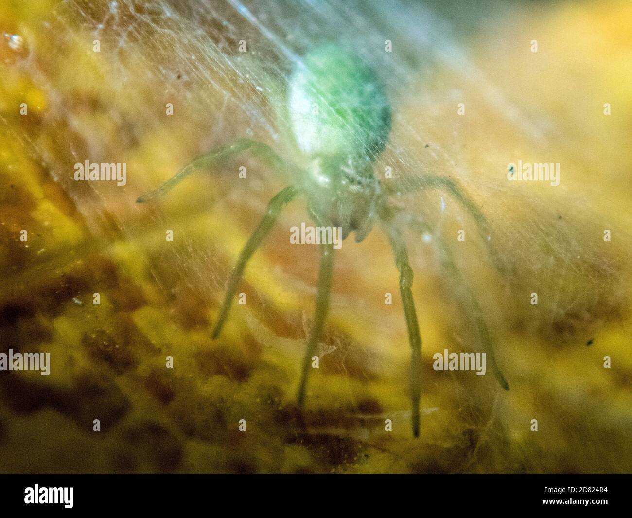 Brunswick, Germany. 26th Oct, 2020. A green curly spider (Nigma ...