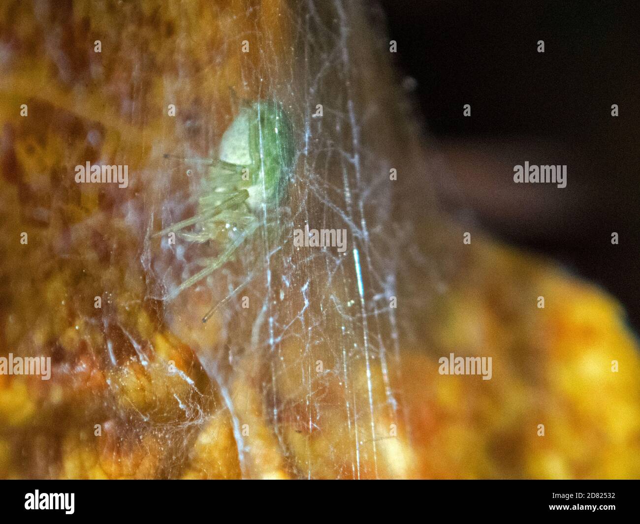 Brunswick, Germany. 26th Oct, 2020. A green curly spider (Nigma ...