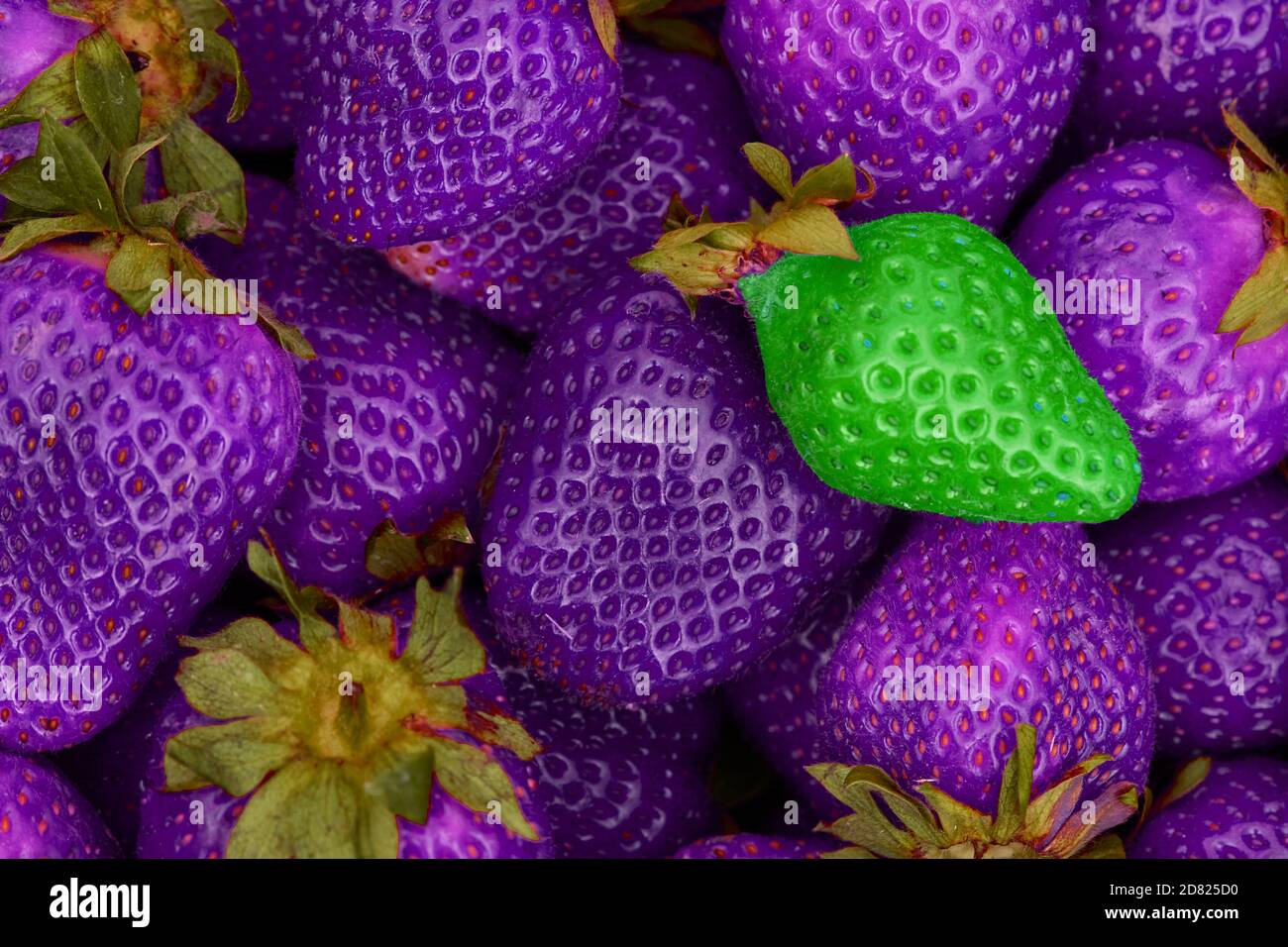 genetically modified organisms strawberries GMO modified food Stock ...