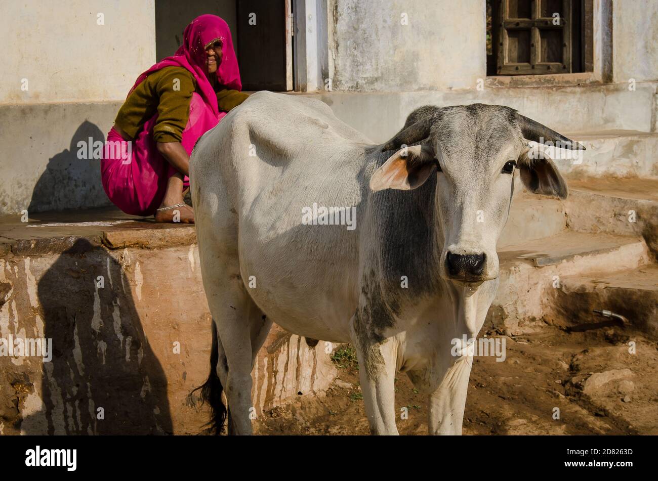 Woman wild cow india hi-res stock photography and images - Alamy