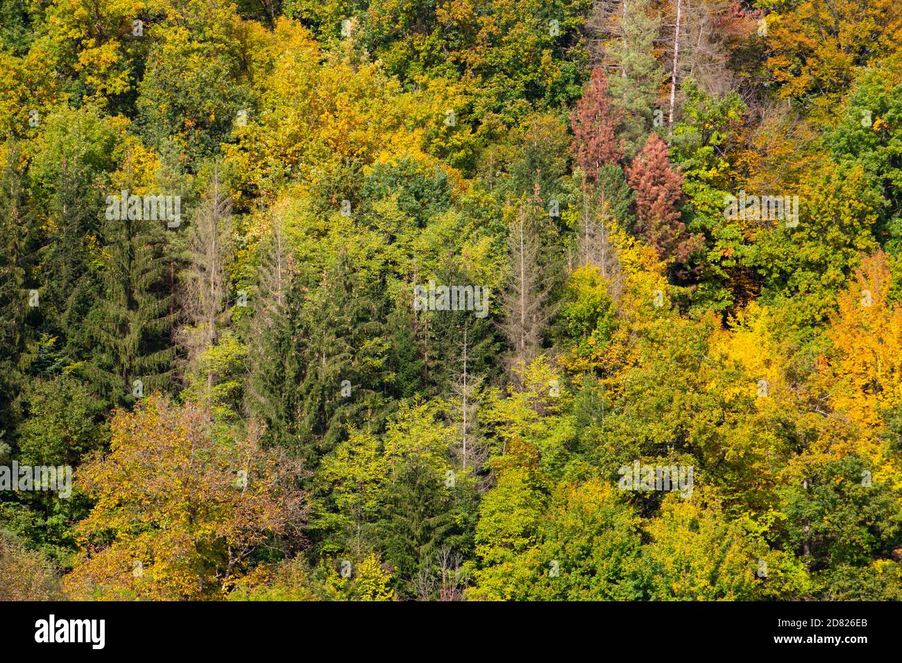 Hillside with autumn forest colors for natural background Stock Photo ...