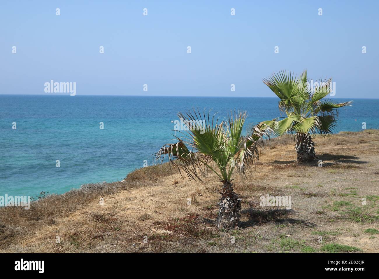 Small palm trees hi-res stock photography and images - Alamy