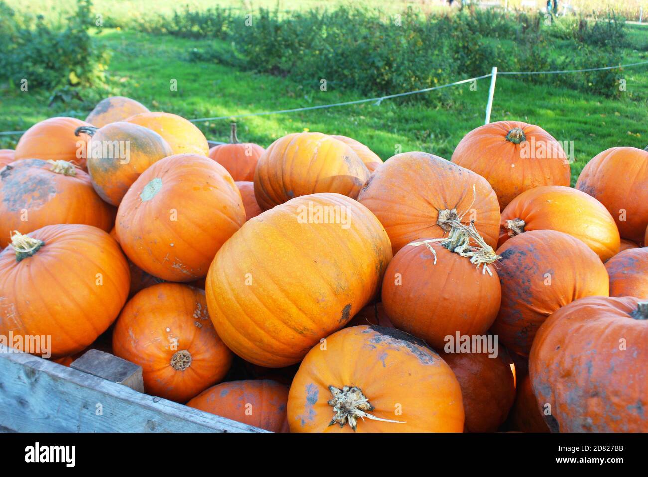 Mound of pumpkins hi-res stock photography and images - Alamy