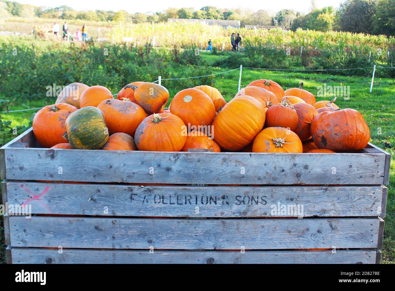 Pumpkins mound hi-res stock photography and images - Alamy