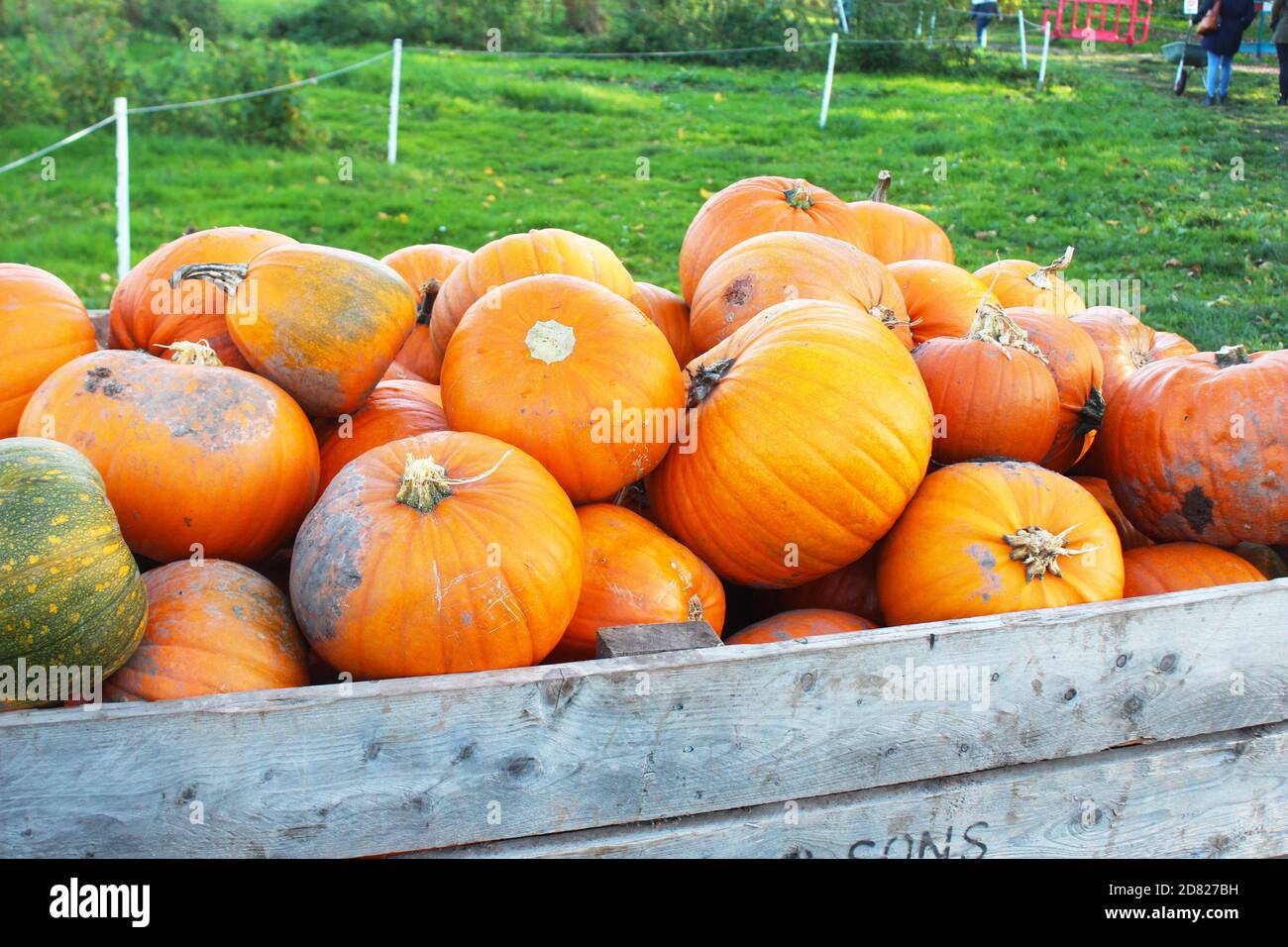 Big pumpkin mound hi-res stock photography and images - Alamy