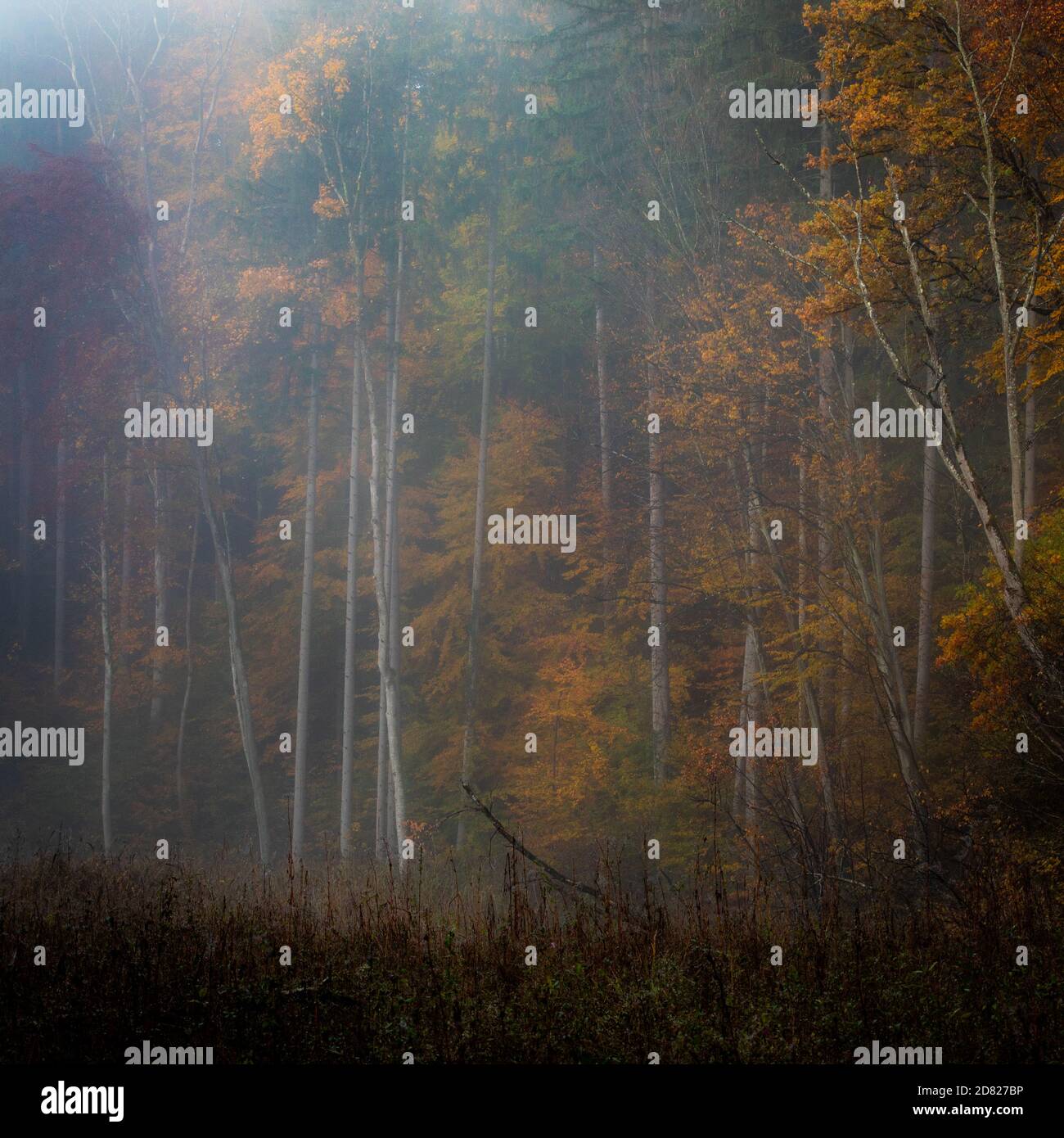 Woodland mist hi-res stock photography and images - Alamy