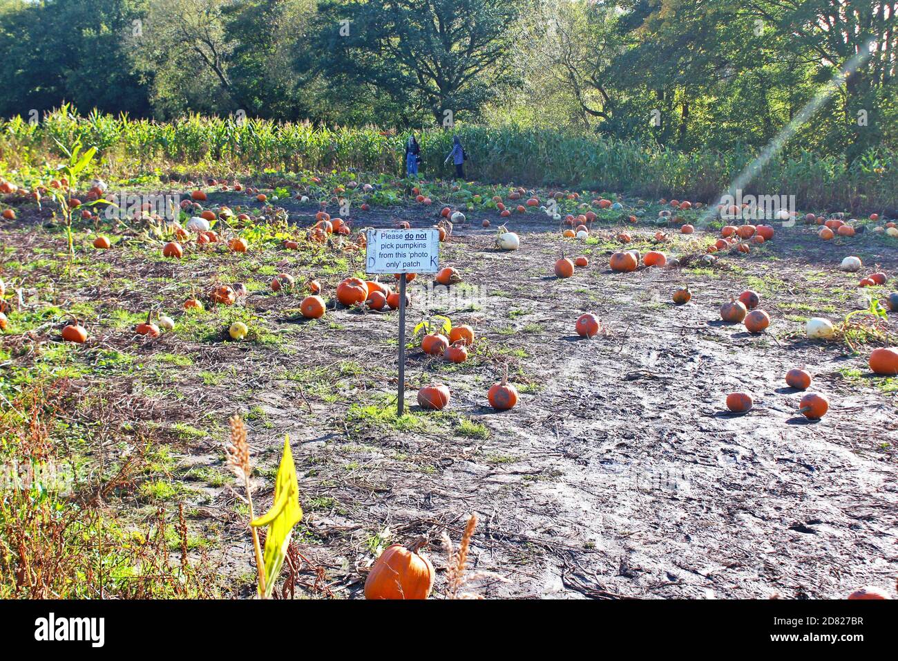 Growing pumpkins hi-res stock photography and images - Alamy