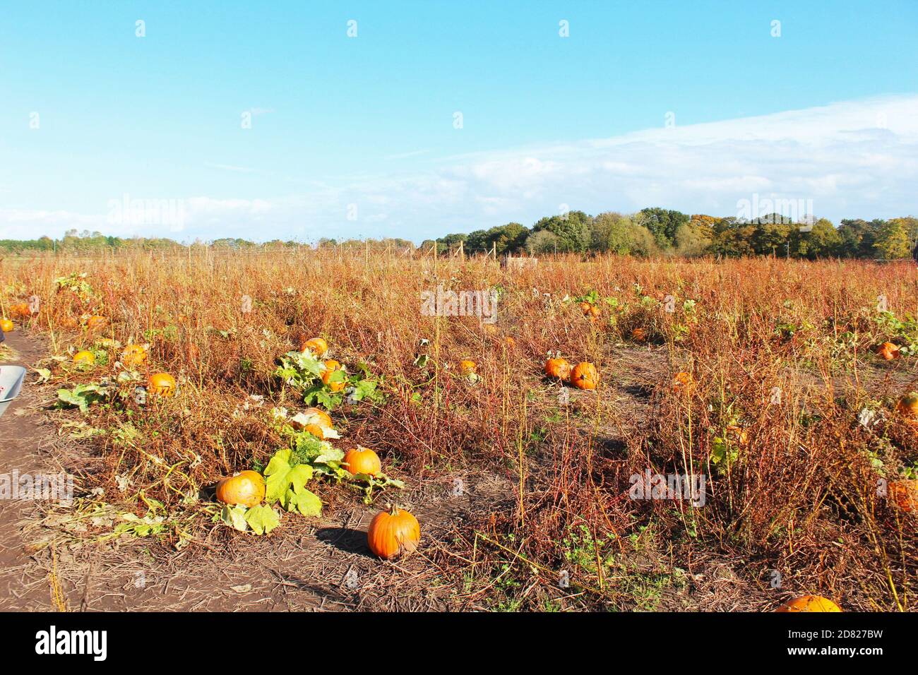 Field of dead plants hi-res stock photography and images - Alamy