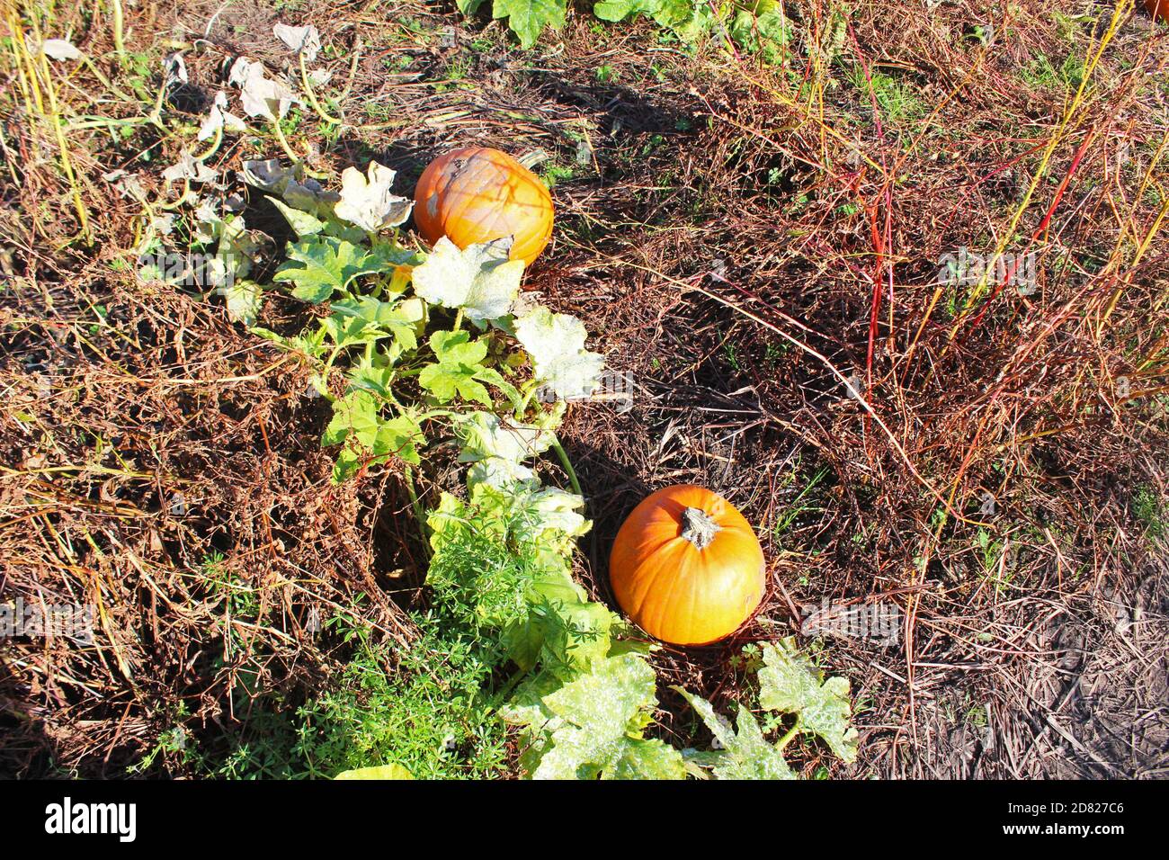 Dead plants hi-res stock photography and images - Alamy