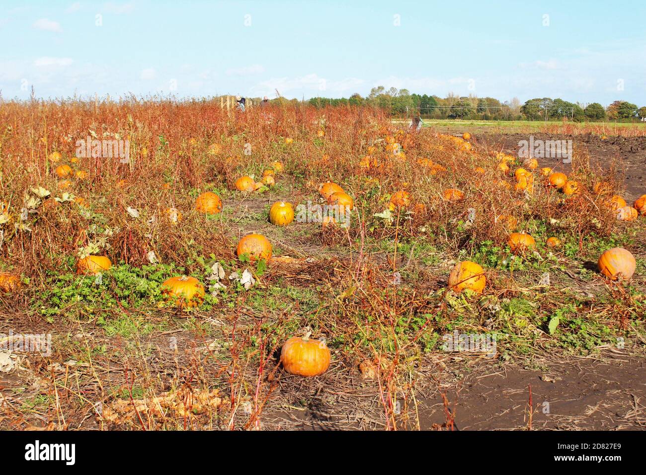 Field of dead plants hi-res stock photography and images - Alamy