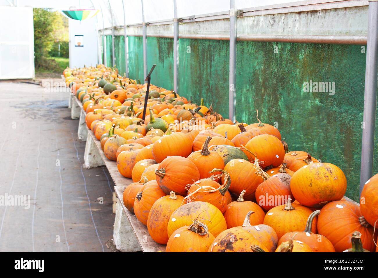 Long table full of mounds of small orange and green pumpkins selection ...