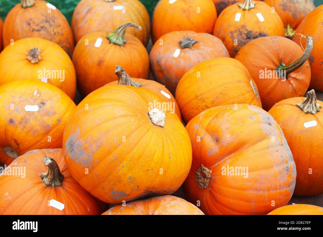 Small Pumpkins On Sale