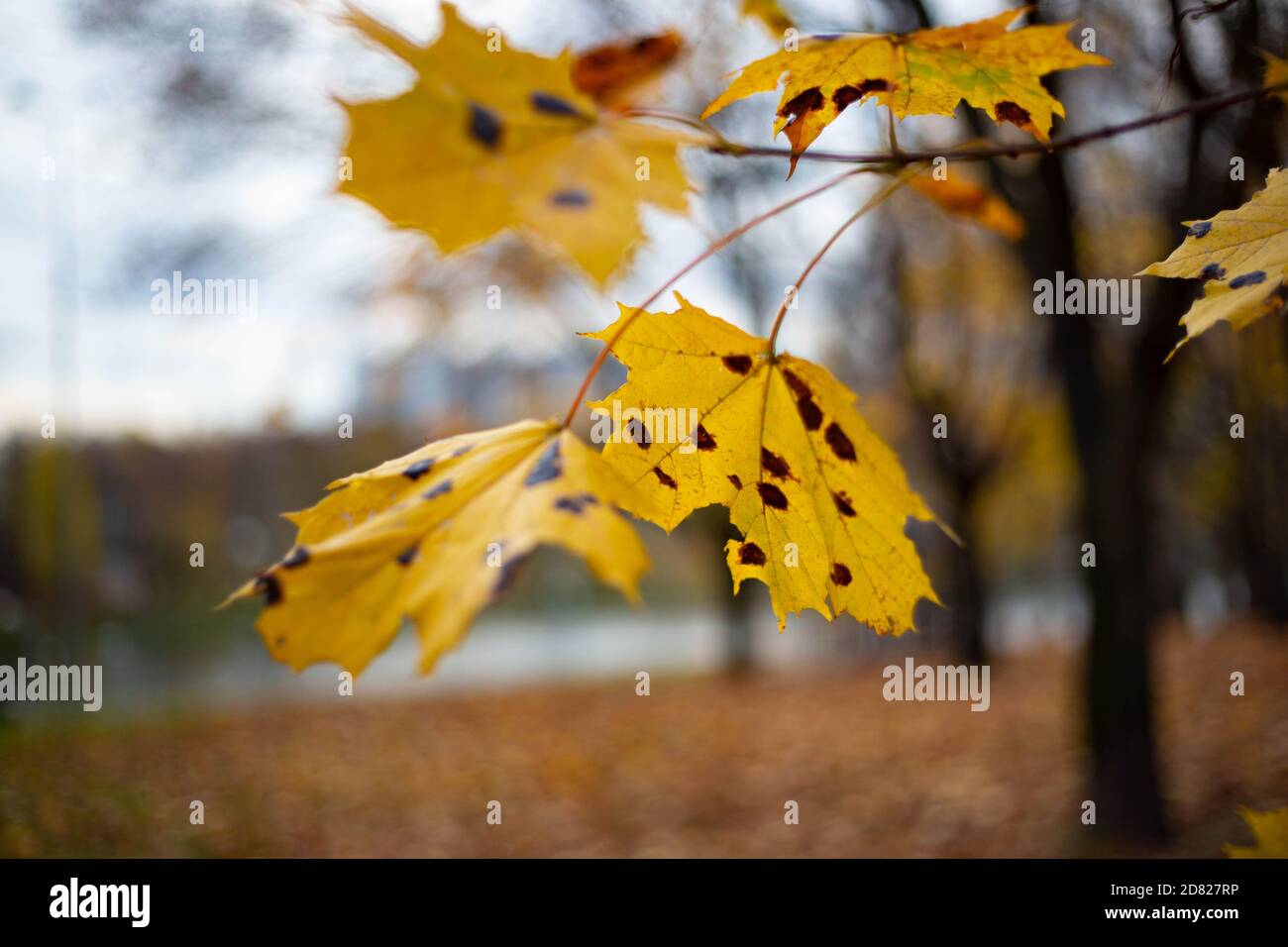 Autumn leaves in the park, Oct Stock Photo - Alamy