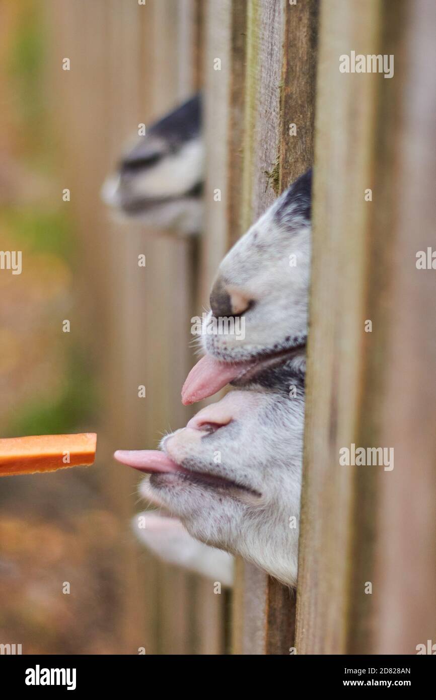 Hungry goats at the zoo in autumn Stock Photo - Alamy