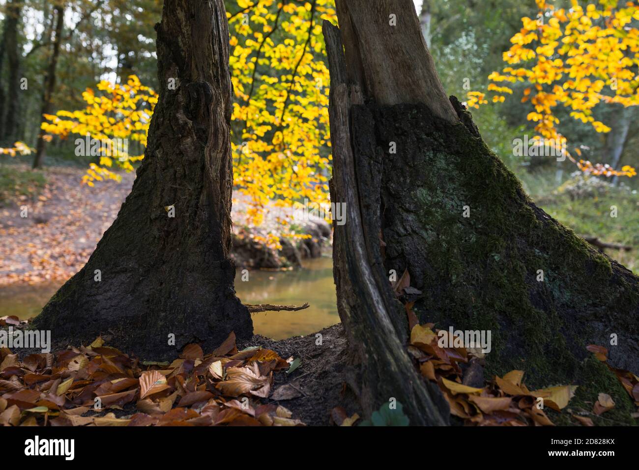 Sunny autumn landscape with beech tree stump, colorful foliage and a ...