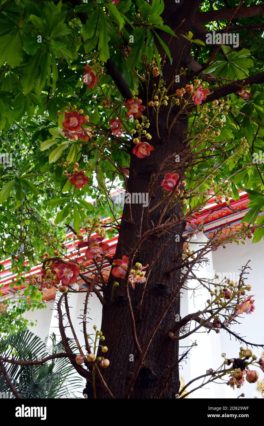 Bangkok thailand tree blossoms hi-res stock photography and images - Alamy
