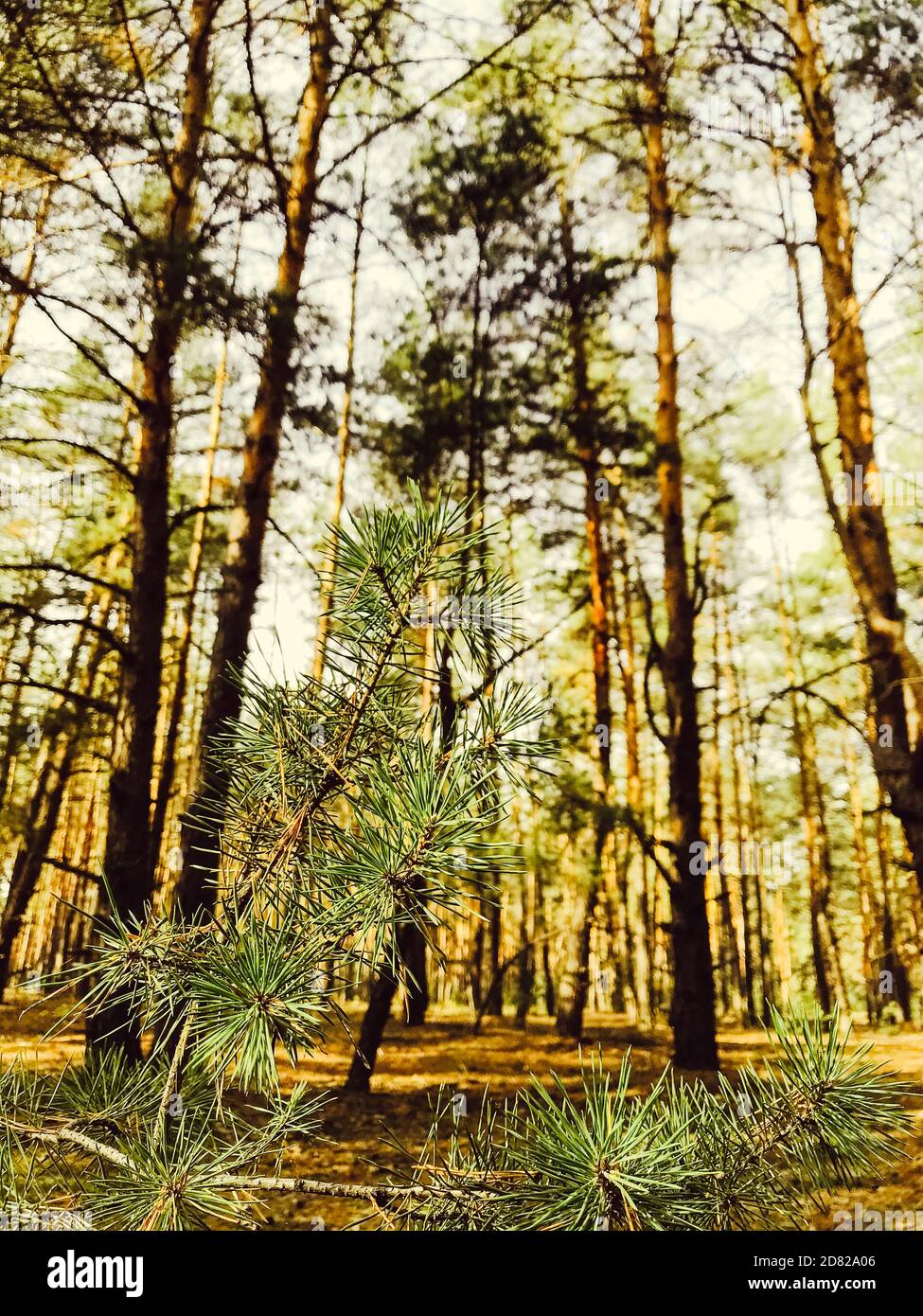 beautiful forest. Autumn forest. Pine branch against the background of ...