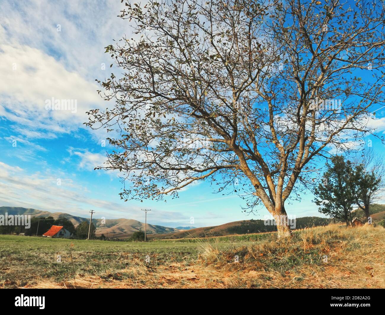 Walnut tree in autumn hi-res stock photography and images - Alamy