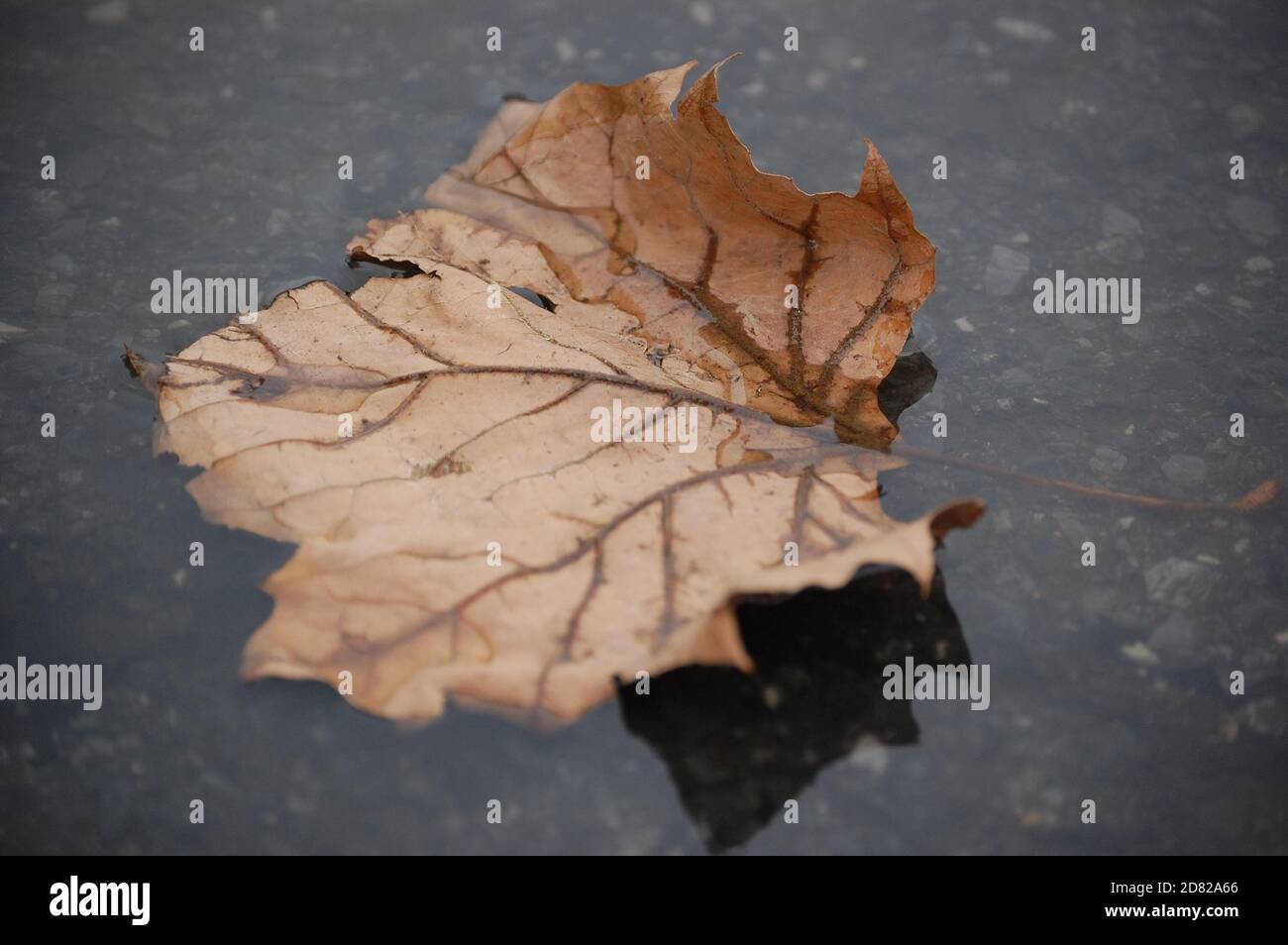 Close up puddle on ground hi-res stock photography and images - Alamy