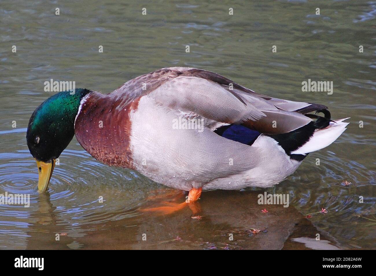 Mallard identification hi-res stock photography and images - Alamy