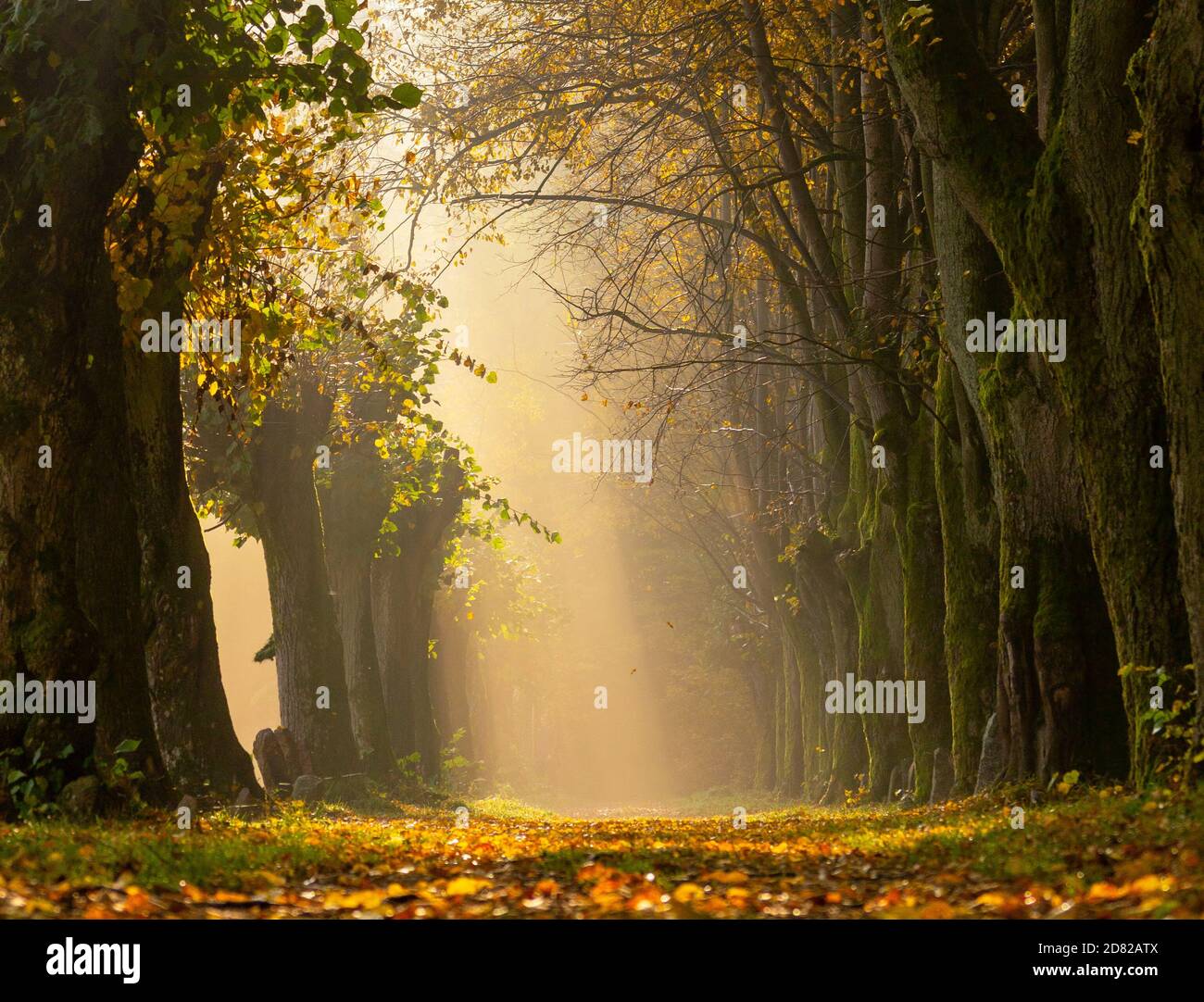 Beautifully sunbeams on the autumn misty alley. Bright golden leaves on ...