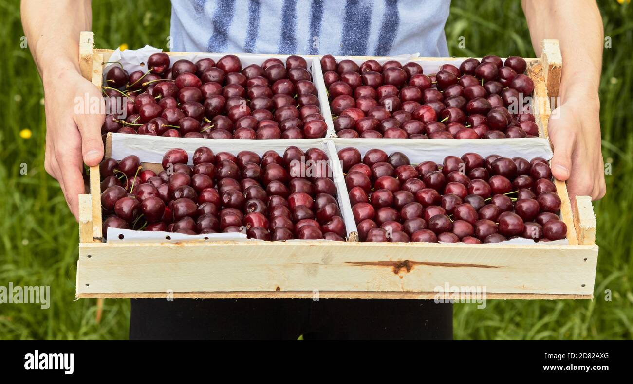 Isolated box of cherries hi-res stock photography and images - Alamy