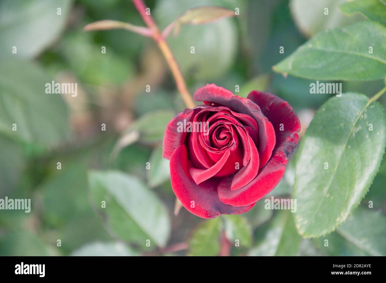 Delicate red rose. Blooming beautiful rose in the garden Stock Photo ...