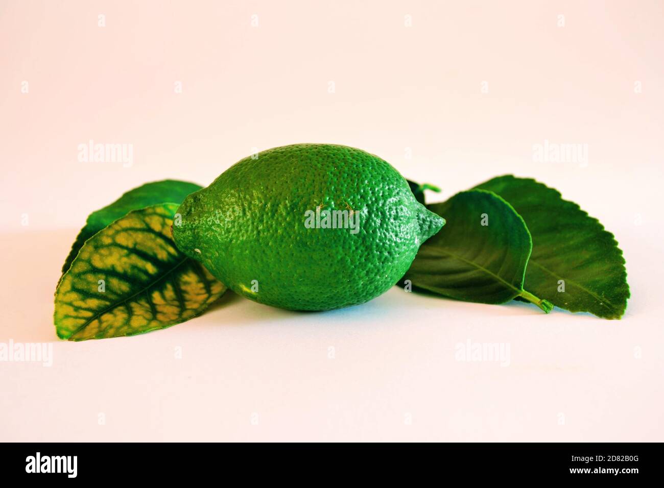 Green of all: lemon leaves and cup. Green and fresh lemon isolated ...